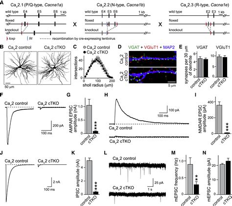 Synapse And Active Zone Assembly In The Absence Of Presynaptic Ca