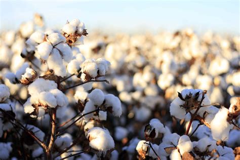 Cotton Field Wallpapers Wallpaper Cave