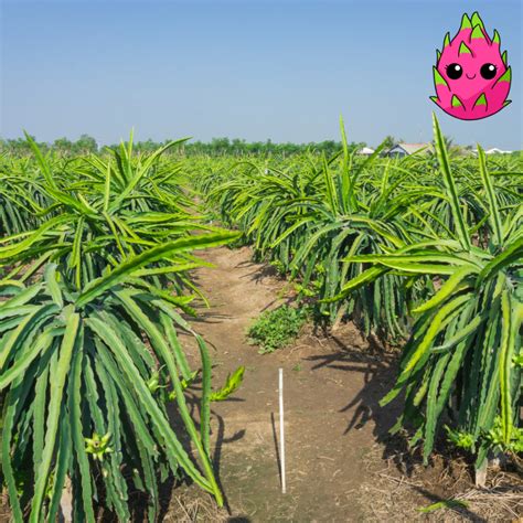 Buah Rambutan Segalanya Tentang Tumbuhan…