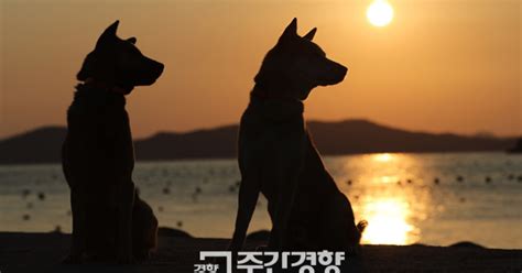 구석구석 과학사 23 올해는 황금개가 아니고 누렁개의 해다