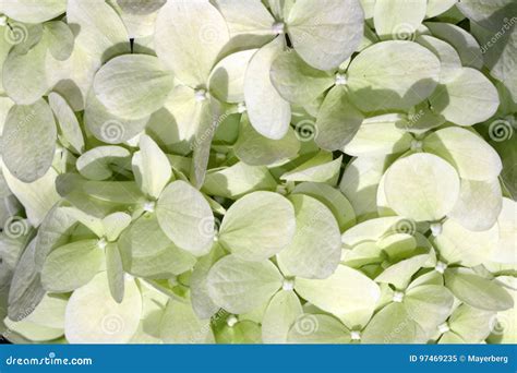 The Plum Hydrangea Hydrangea Paniculata Stock Image Image Of Bouquet