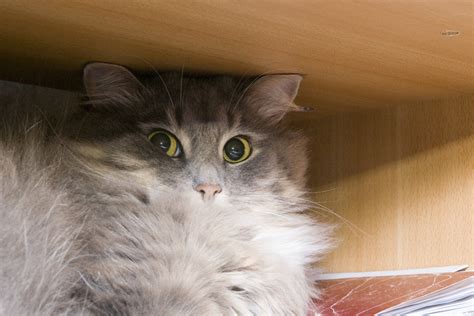 Random Cat Images