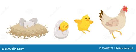 Hatching Process Vector Cartoon Illustration White Background