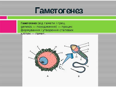 Статеве розмноження людини презентація з біології