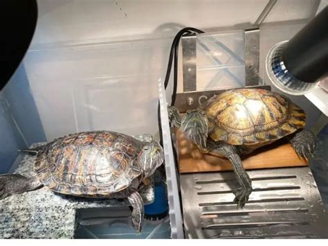 Red Eared Slider Tank Setup Being Reptiles