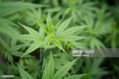 Hash Texture Photos And Premium High Res Pictures Getty Images