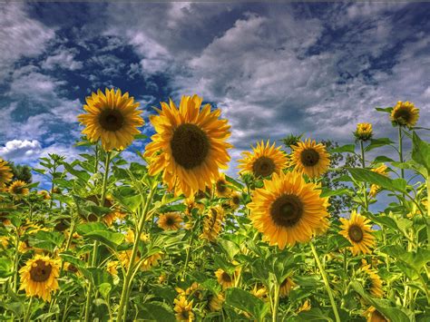 Hd Sunflowers Wallpapers Top Best Hd Wallpapers For D
