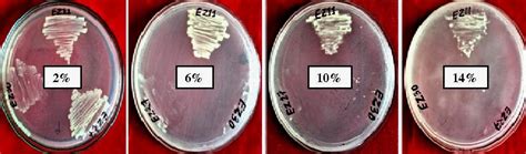 Isolation Characterization And Investigation On Potential Multi Trait