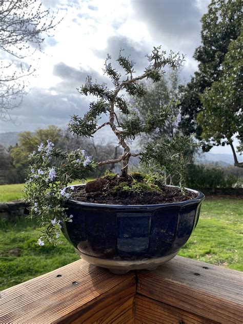 10000 Best Rbonsai Images On Pholder Sharing This One Before It Gets