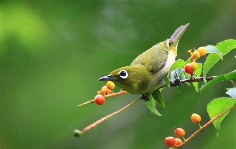 ウワミズザクラにメジロ akkyanの鳥撮リ行脚