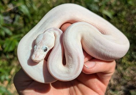 Blue Eyed Leucistic Ball Python Female 144g