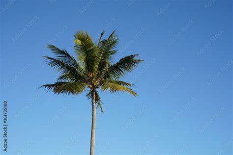 南国の一本のヤシの木と空 Stock Photo Adobe Stock