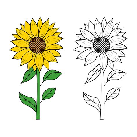Premium Vector Sunflower Clipart Sunflower Vector Sunflower