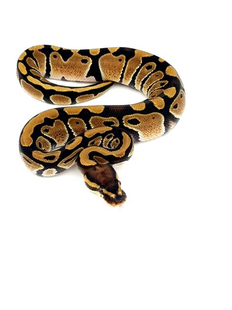 Het Clown Het Desert Ghost Het Hypo Ball Python By Highcoastreptiles