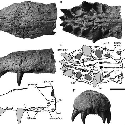Cranium Of Pliosaurus Kevani N Sp Dorcm G13675 In Dorsal View