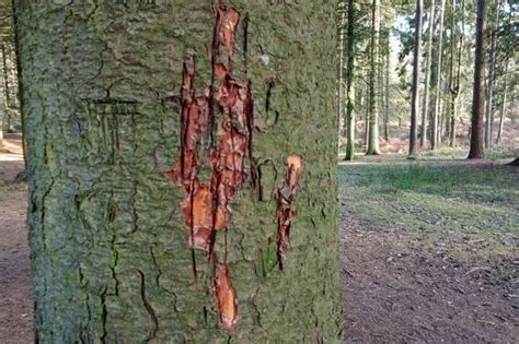 Scratch Marks Found On Trees In Staffordshire Beauty Spot Amid Claims Big Cats Prowl Stoke
