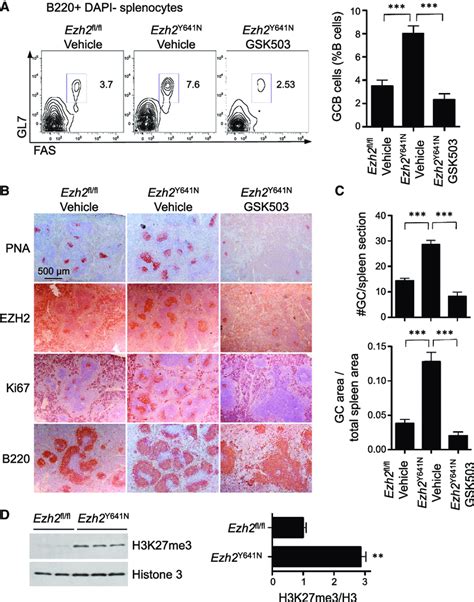 Mutant Ezh2 Induces Germinal Center Hyperplasia Ezh2 Fl Fl And Ezh2