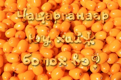 Чацаргана жимсээр та юу хийж болох вэ МОНГОЛЫН ЖИМС ЖИМСГЭНИЙ