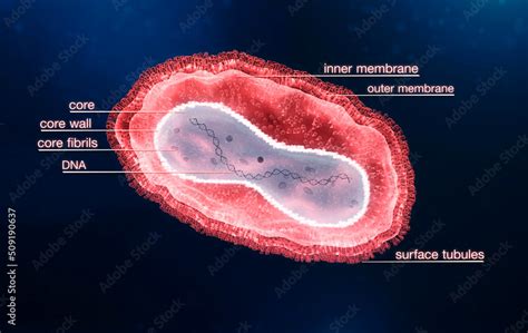Fototapeta Kuchenna Anatomy Cross Section Of A Mpox Monkey Pox Virus