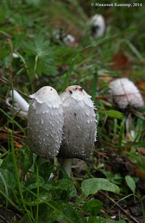 Навозник белый (Coprinus comatus) фотографии, видео и истории