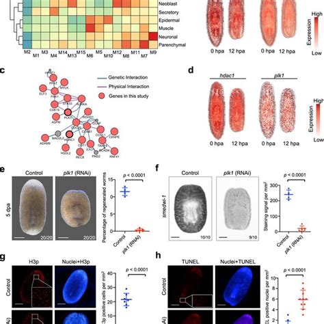Spatial Module Can Help To Screen For Regeneration Related Genes A