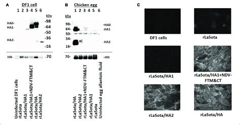 The Expression Of Ha1 Ha2 And Ha Proteins Of Hpaiv By Rndvs A