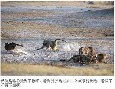 幾隻獵豹正在河邊喝水，見到狒狒過來撒腿就跑 每日頭條