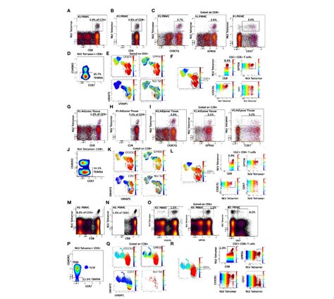 Cmv Specific Cd8 T Cells Are Predominantly Cgc Phenotypic