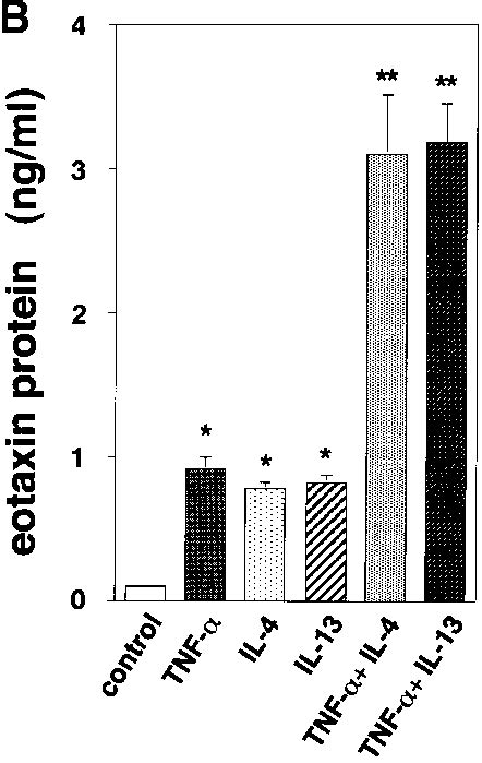 A Eotaxin Protein Release Into The Media Of Beas2b Cells Beas 2b