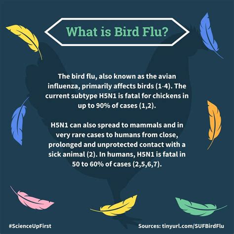 Whats Up With The Bird Flu ScienceUpFirst