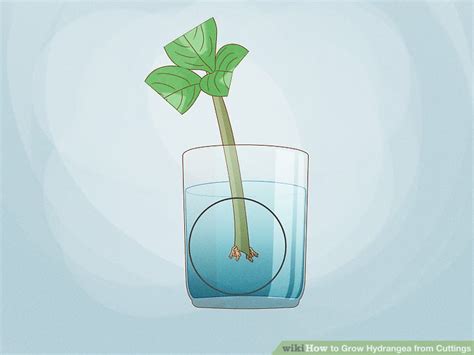 Ways To Grow Hydrangea From Cuttings WikiHow