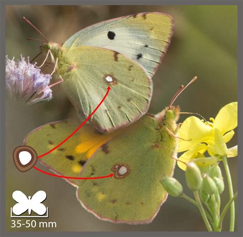 Souci Et Le Fluoré Colias Sp Identifier Un Insecte