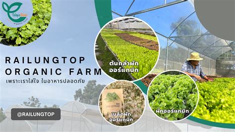 เ เมล็ดต้นอ่อนทานตะวันงอก คุณภาพดี ราคาส่ง อัตราการงอก99