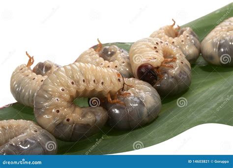 Rhino Beetle Larvae Dynastes Hercules Rhinoceros Beetle Life Cycle