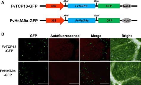 Subcellular Localization Analysis Using Strawberry Leaves A The