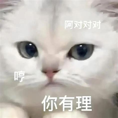 表情包超可爱猫猫聊天万能表情包合集！ 哔哩哔哩