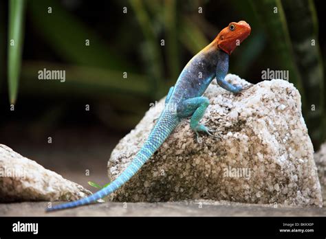 Lizard Agama Habitat At Jennifer Vidal Blog