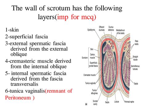 Solution 24 Scrotal Swelling Studypool