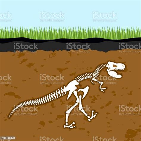 โครงกระดูกของ Tyrannosaurus Rex กระดูกไดโนเสาร์ในโลก ฟอสซิล ภาพประกอบสต็อก ดาวน์โหลดรูปภาพ