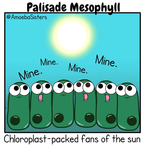 Amoeba Sisters S Artofit