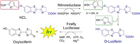 General Strategy For Imaging Of Ntr Activity With Nitroreductase Caged