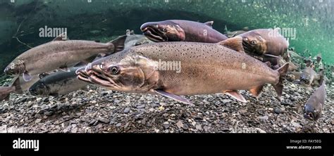 Ocean Bright Coho Salmon Oncorhynchus Kisutch On Their Spawning