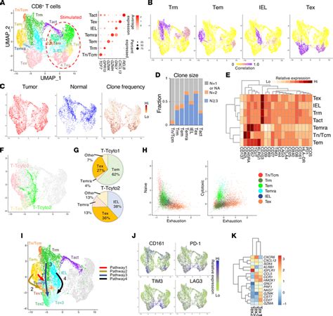 Distinct Phenotypes Of Prognostic Or Nonprognostic Cd8 T Infiltrates In