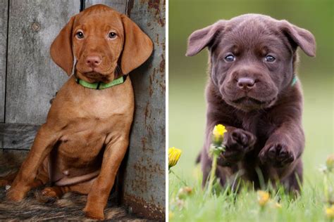 Hungarian Vizsla Vs Labrador Retriever Its A Vizsla