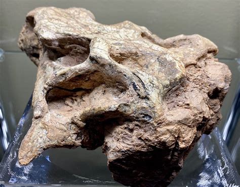 Unusual Skull Yixian Psitaccosaurus Fossil Id The Fossil Forum