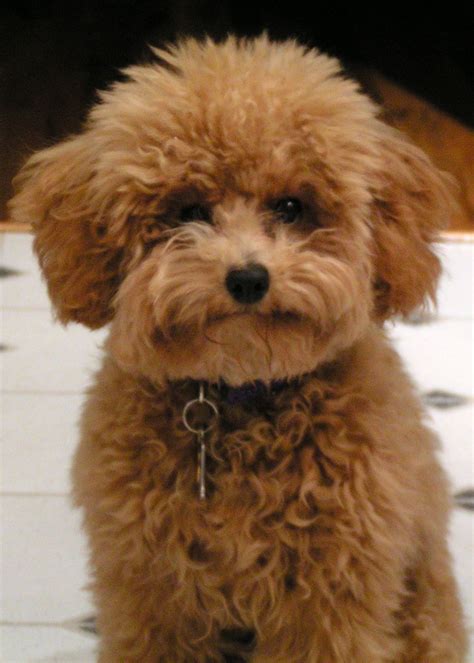 Apricot Toy Poodle Haircuts