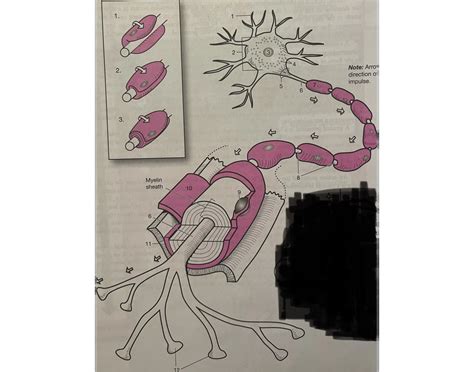 Multipolar Neuron In Pns Quiz