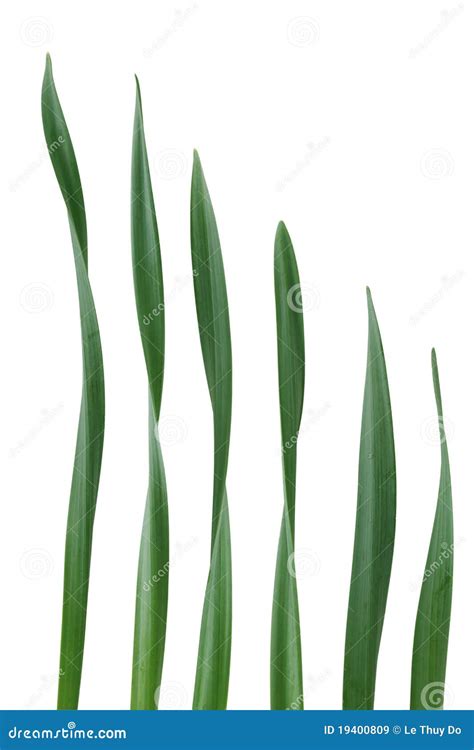 Daffodil Leaf Stock Image Image Of White Narcissus 19400809
