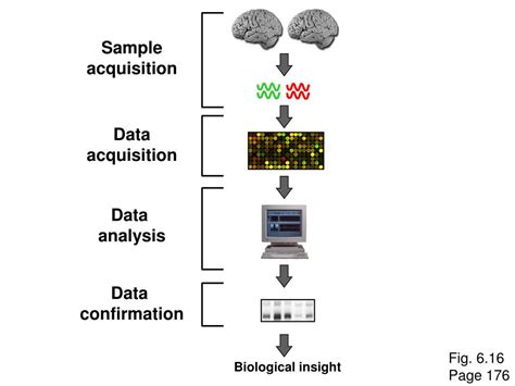 Ppt Gene Expression Microarray Data Analysis Powerpoint Presentation
