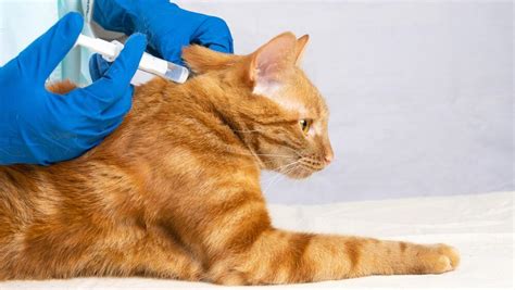 Вакцинация кота - инструкция для самостоятельной прививки | Пикабу